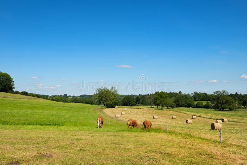 Limousine Cows in Landscape Stock Image - Image of beef, rural: 272597361