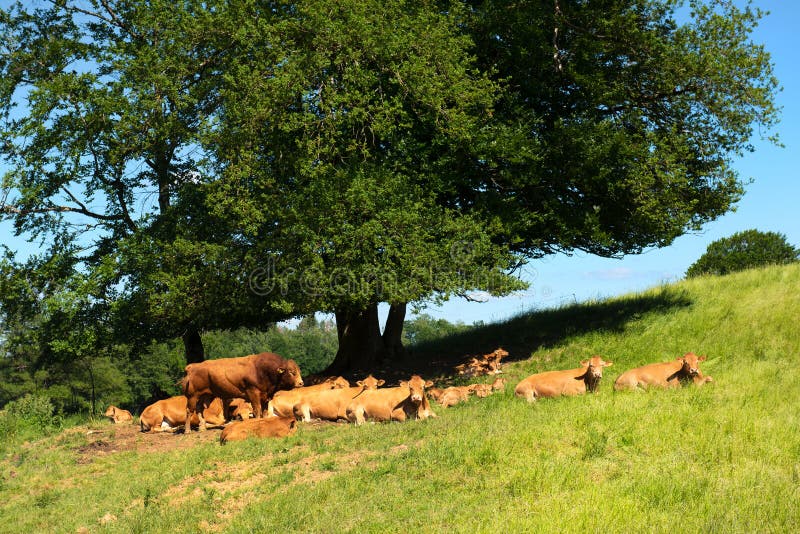 Limousine Cows in Landscape Stock Photo - Image of cattle, french ...