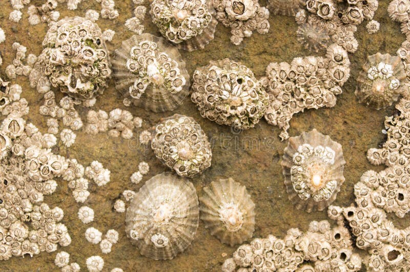 Group of Limpets on a Slate Rock Stock Image - Image of amphibious ...