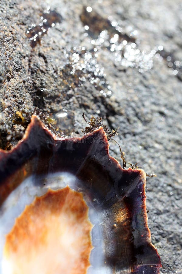 Limpet shell stock photo. Image of seashore, rocks, macro - 33143108