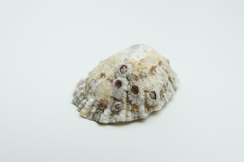 Limpet Shell with Rough Surface and Barnacles. Close Up Stock Photo ...