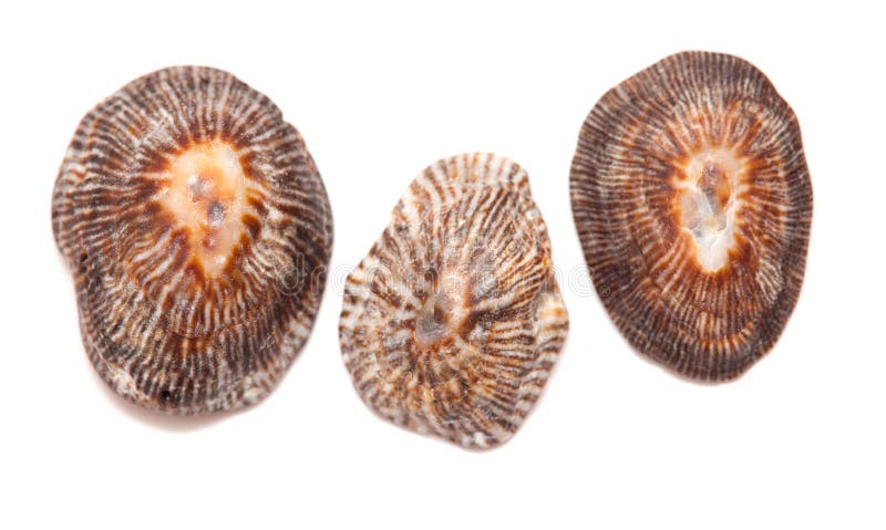 Limpet Shells Isolated on White Stock Photo - Image of cutout, stripe ...