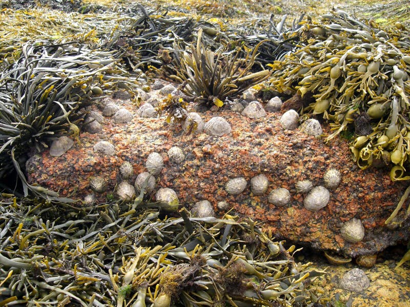 Limpet on the stone stock photo. Image of natural, shell - 37083856