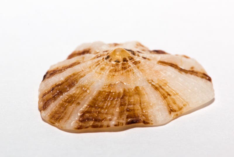 1,443 Limpet Stock Photos - Free & Royalty-Free Stock Photos from ...