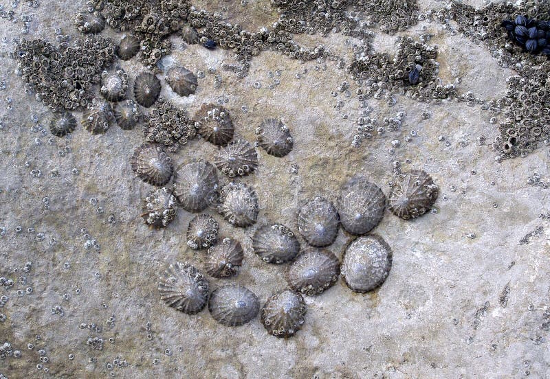 Limpets stock photo. Image of beach, shell, reflection - 243810