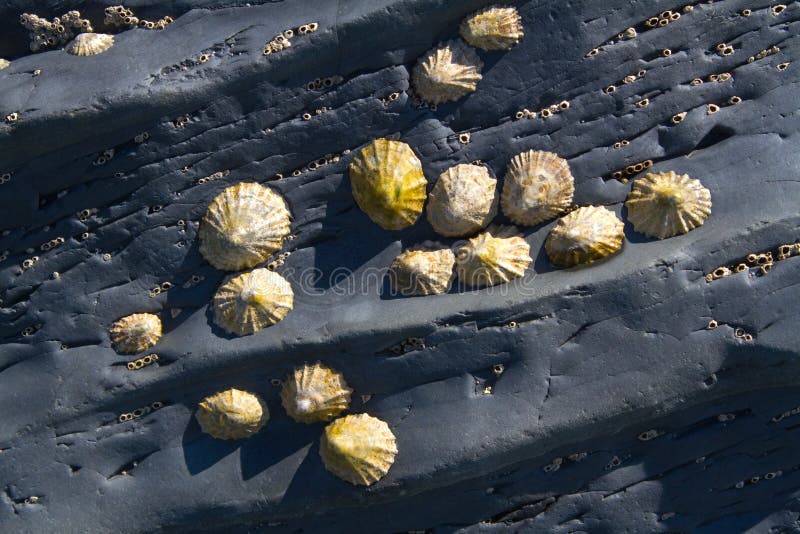 Limpets stockbild. Bild von europäisch, nave, england - 78495899