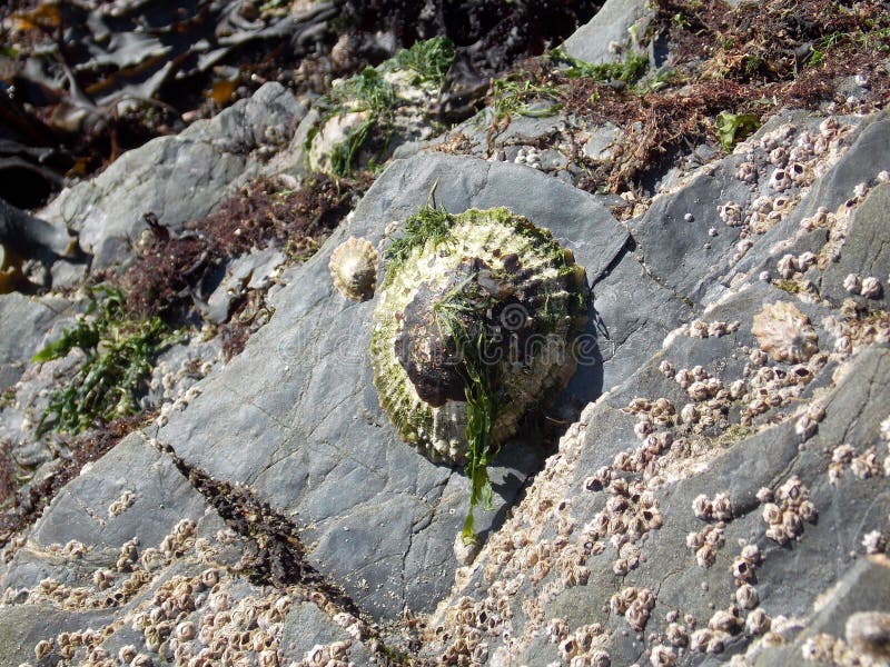 Limpets and barnacles stock image. Image of grey, closeup - 27234323