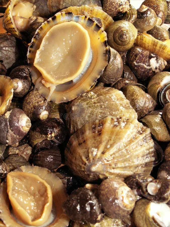 Limpets and periwinkles stock photo. Image of europe, limpet - 2170696