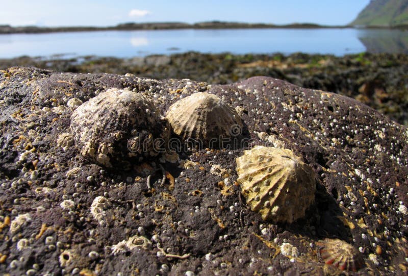 Limpets on a rock stock photo. Image of shell, seashore - 915580