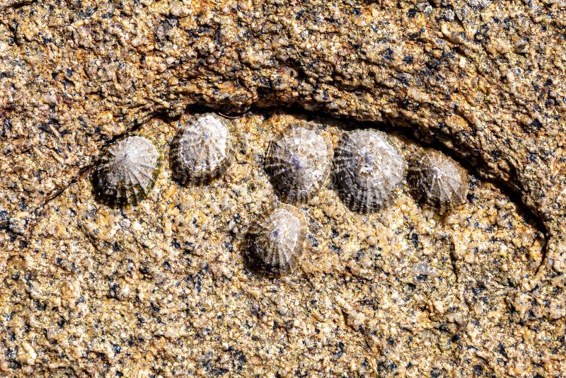 A Group of Limpets on a Rock at the Coast Stock Photo - Image of beauty ...