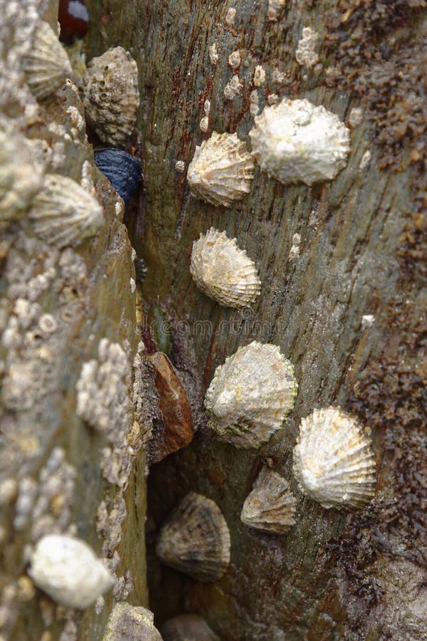 Limpets on a rock stock image. Image of cling, limpets - 3642935