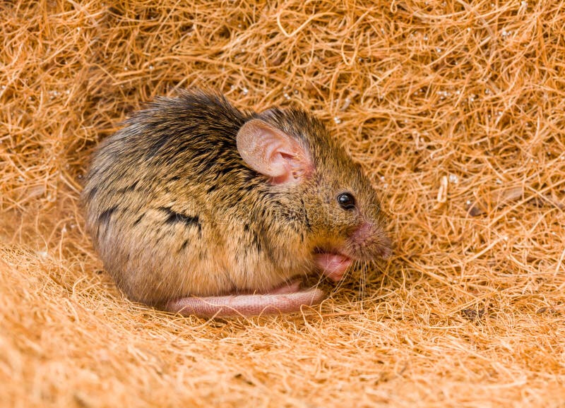 Rato De Casa (musculus De Mus) No Queijo Grande Imagem de Stock ...