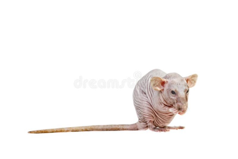 589 Rata Sin Pelo Fotos - Libres de Derechos y Gratuitas de Dreamstime