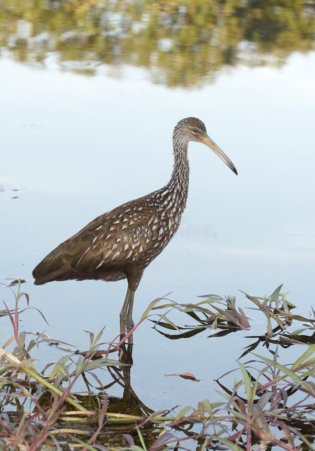 Limpkin with stock photo. Image of aves, wildlife, creature - 13379894