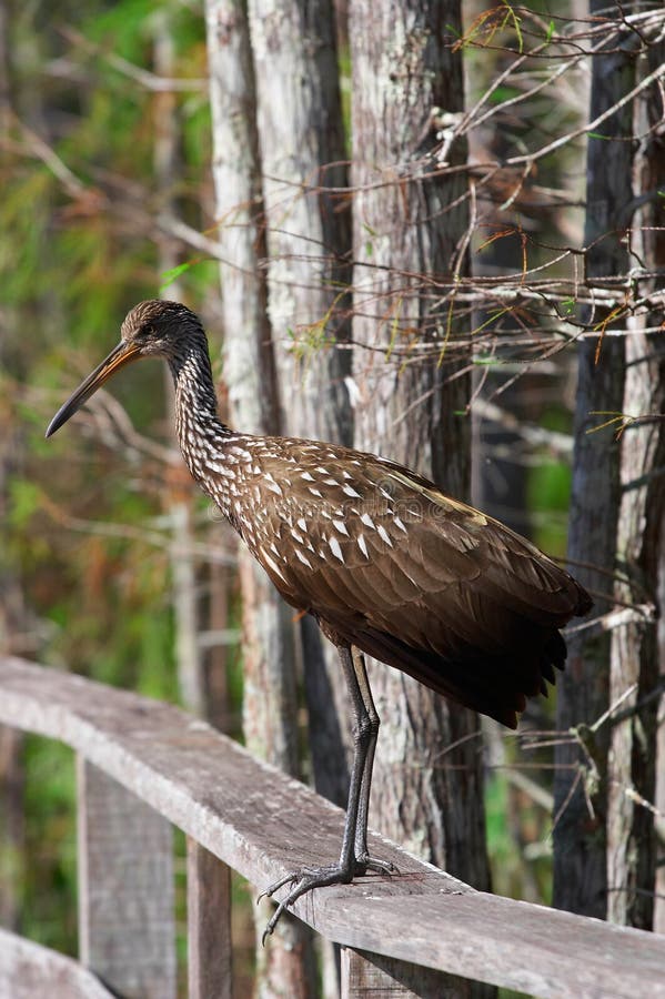 Limpkin stock image. Image of nature, birds, wildlife, stripe - 846379