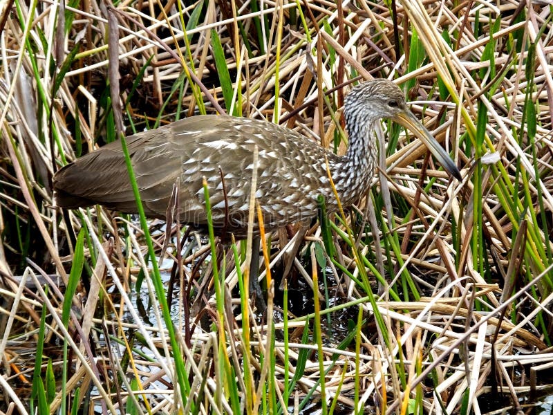 Limpkin Aramus guarauna stock image. Image of multicolored - 95111643