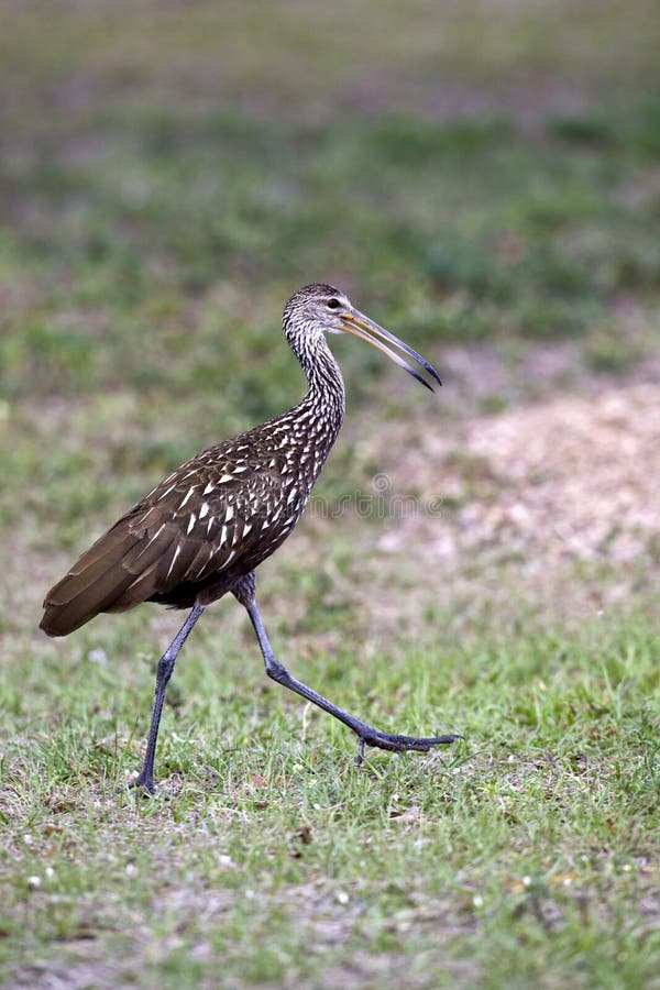 Limpkin bird stock image. Image of flight, nature, plumage - 19080505