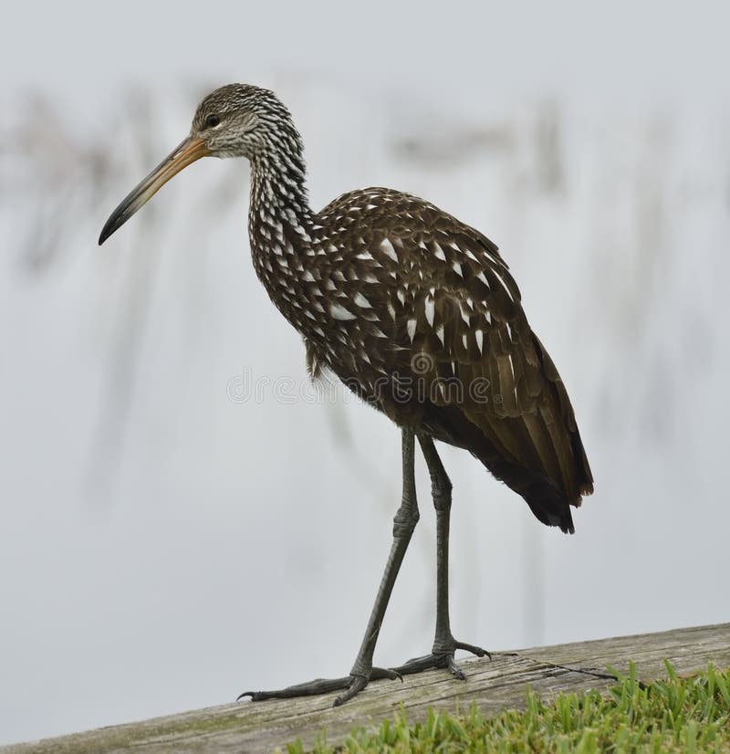Limpkin Bird in Flight stock photo. Image of fauna, feathers - 95224850