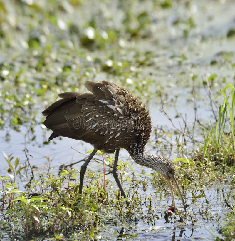 Limpkin Bird in marsh stock photo. Image of fowl, standing - 106657780