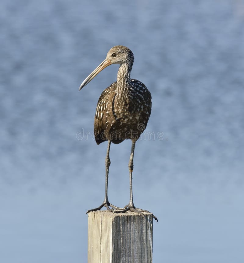 Limpkin Bird in Flight stock photo. Image of fauna, feathers - 95224850