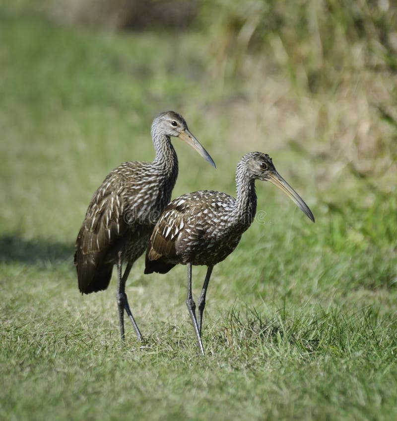 Two Limpkin Birds Looking for Food on the Shore of Lake Igapo Stock ...