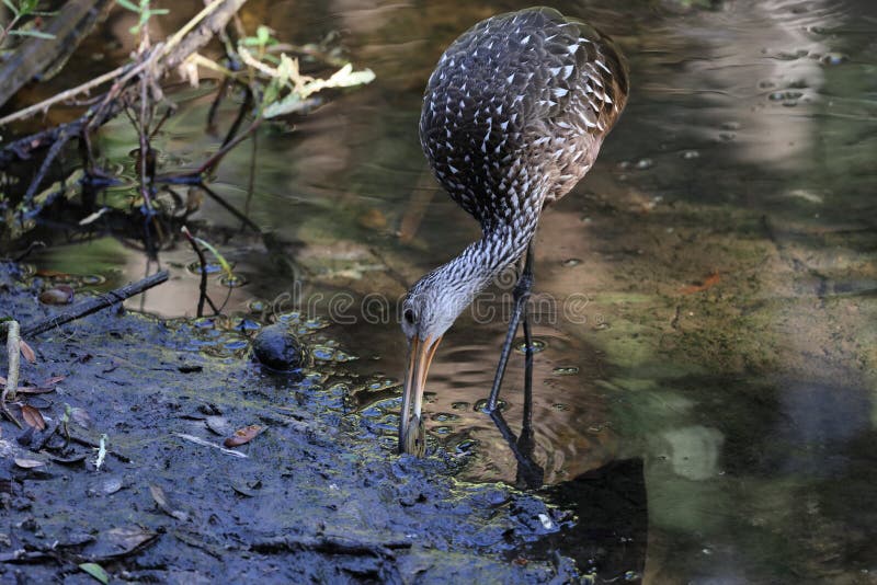 Limpkin Myakka River State Park Florida USA Stock Image - Image of ...