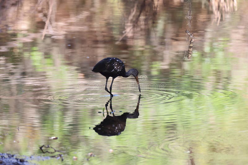 Limpkin Myakka River State Park Florida USA Stock Photo - Image of ...