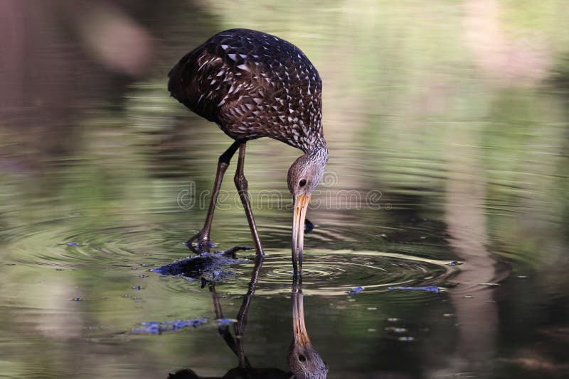 Limpkin Myakka River State Park Florida USA Stock Photo - Image of ...
