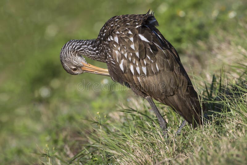 Limpkin Preening Its Feathers - Florida Stock Image - Image of limpkin ...