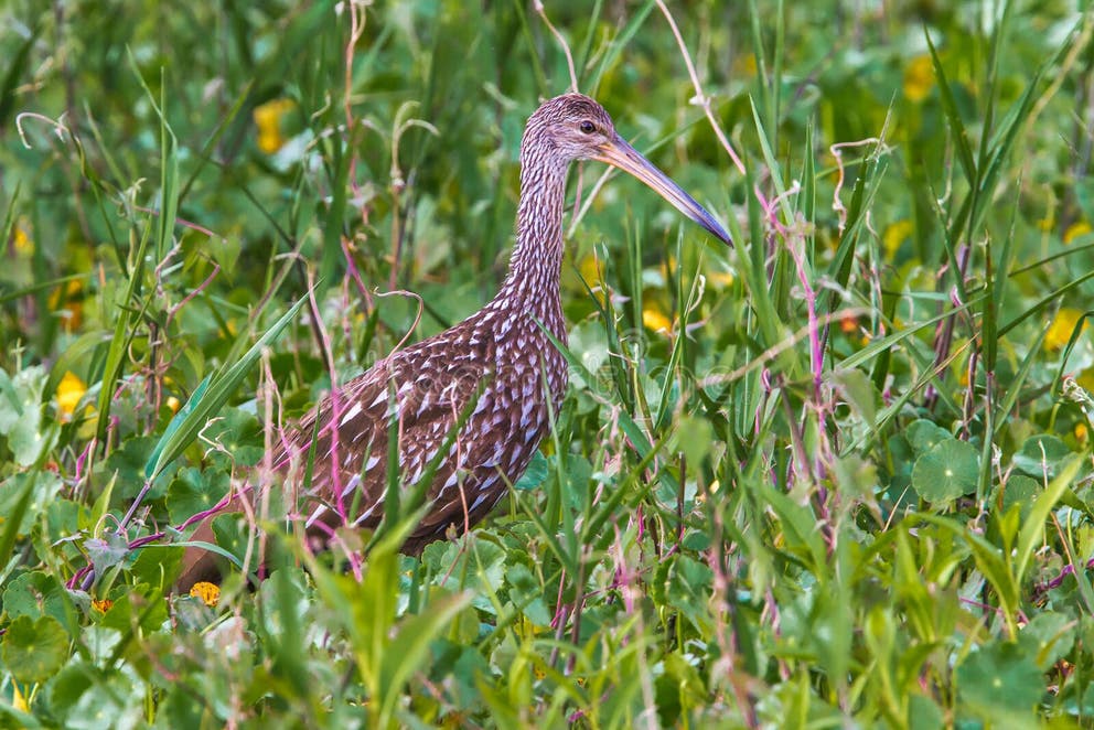 Limpkin stock photo. Image of adult, foraging, florida - 70460962