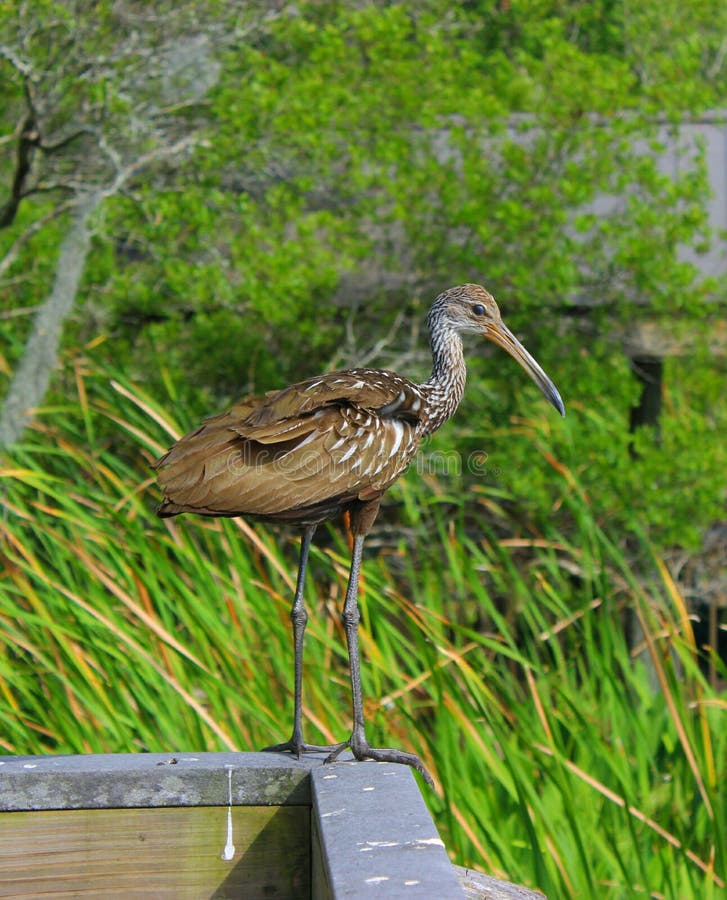 Limpkin stock photo. Image of feathers, guarana, woods - 40274812