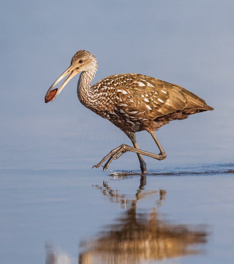 Limpkin Walking To Shore To Open His Mussel Stock Image - Image of ...