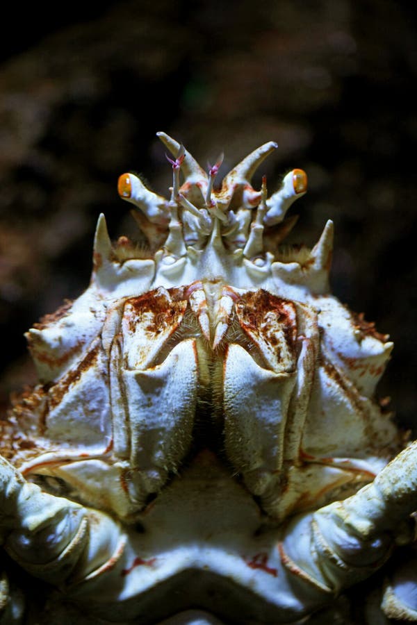 Limule Rouge, Limule D'Alaska Photo stock - Image du océan ...