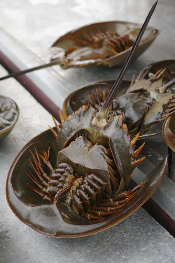 Limuli immagine stock. Immagine di tropicale, esoscheletro - 32883897