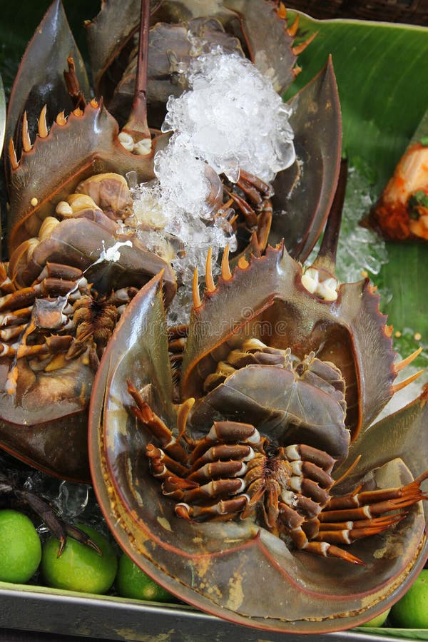 Limuli immagine stock. Immagine di marino, granchio, horseshoe - 34292819
