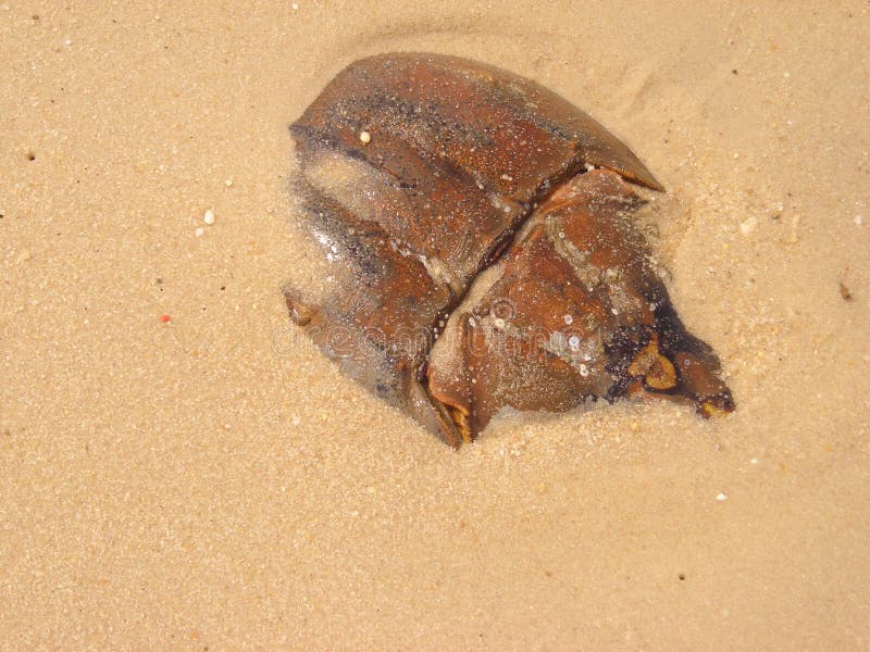 Limuli immagine stock. Immagine di superficiale, sfondo - 38885447