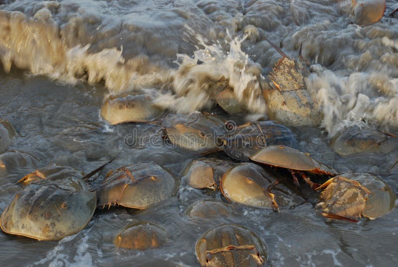 Limuli E Shorebirds Sulla Spiaggia Della Collinetta Del San Cristobal ...