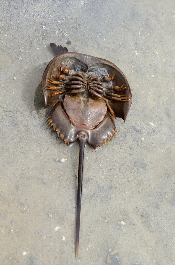 Limulidae stock photo. Image of limulidae, horseshoe - 71197160