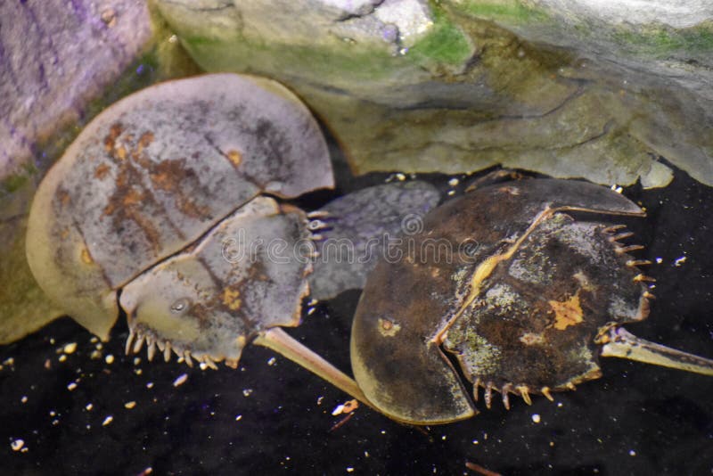 Limulo immagine stock. Immagine di cupola, granchio, animale - 82294973