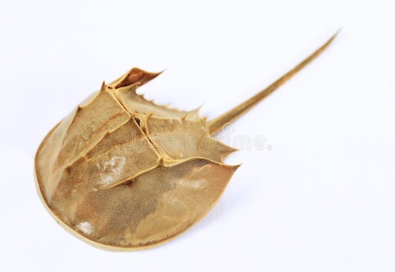 Limulo immagine stock. Immagine di biologia, litorale - 17181023