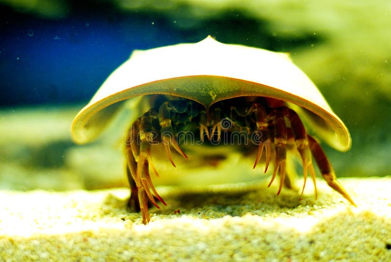 Limulo immagine stock. Immagine di horseshoe, animali - 2786801