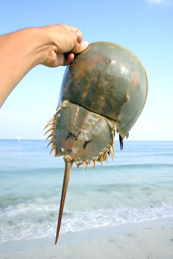 Limulo immagine stock. Immagine di crostaceo, vivere, mare - 297879