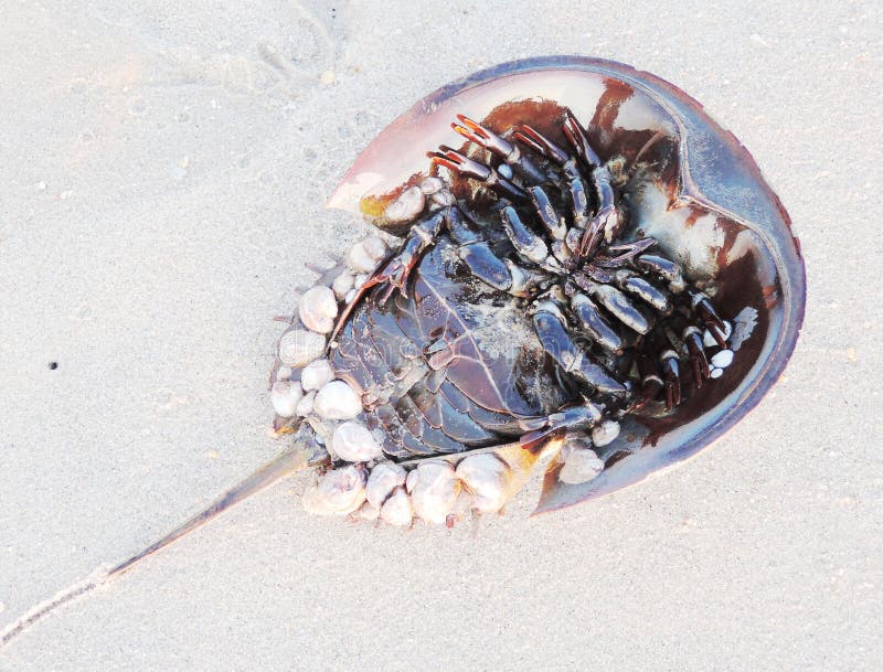 Polyphemus Atlantico Del Limulus Del Limulo Fotografia Stock - Immagine ...