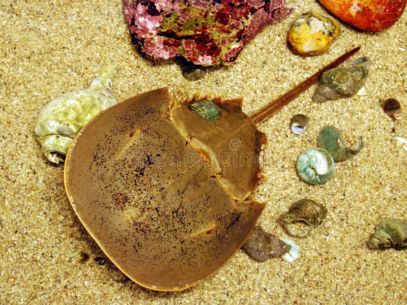 Limulo sull'isolato su immagine stock. Immagine di animale - 56851945