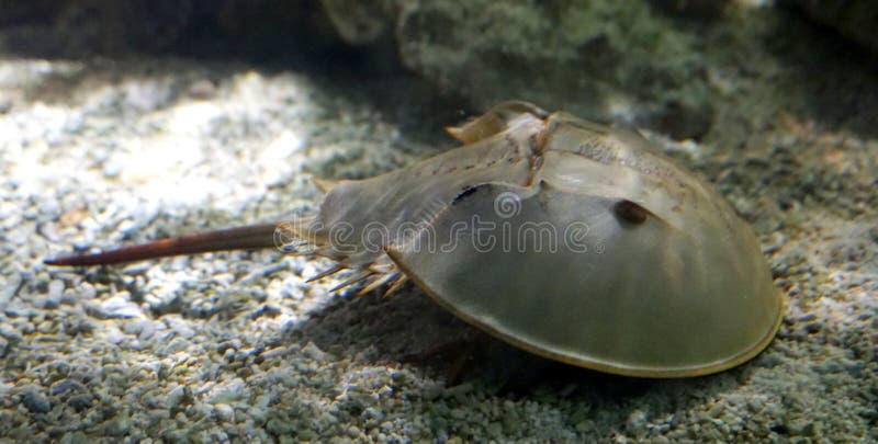 Limulo immagine stock. Immagine di crampo, coperture - 51194727