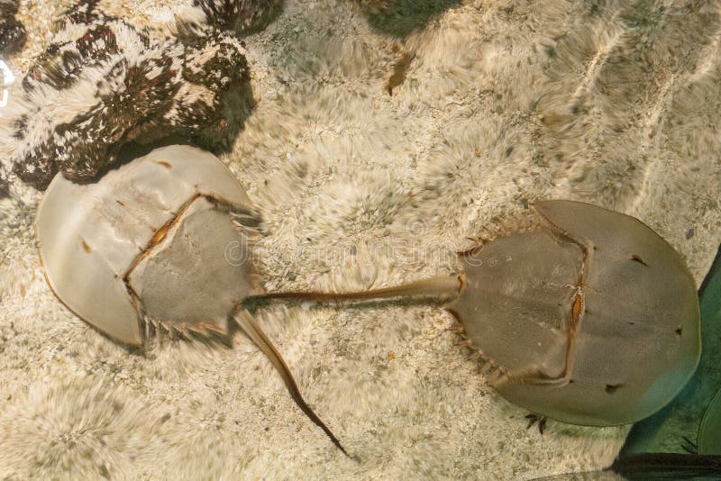 Limulo Atlantico, Limulus Polyphemus Immagine Stock - Immagine di ...