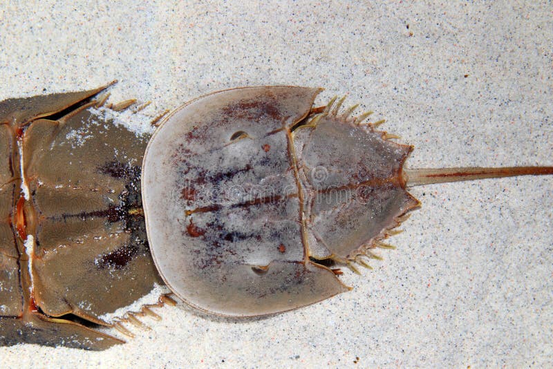 Limulo Atlantico, Limulus Polyphemus Immagine Stock - Immagine di ...