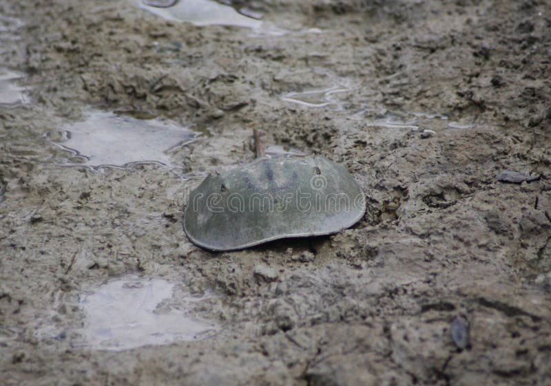 Limulo Atlantico, Limulus Polyphemus Immagine Stock - Immagine di ...