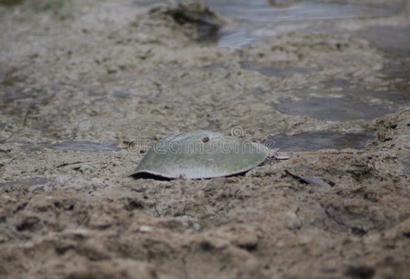 Limulo Atlantico, Limulus Polyphemus Immagine Stock - Immagine di ...