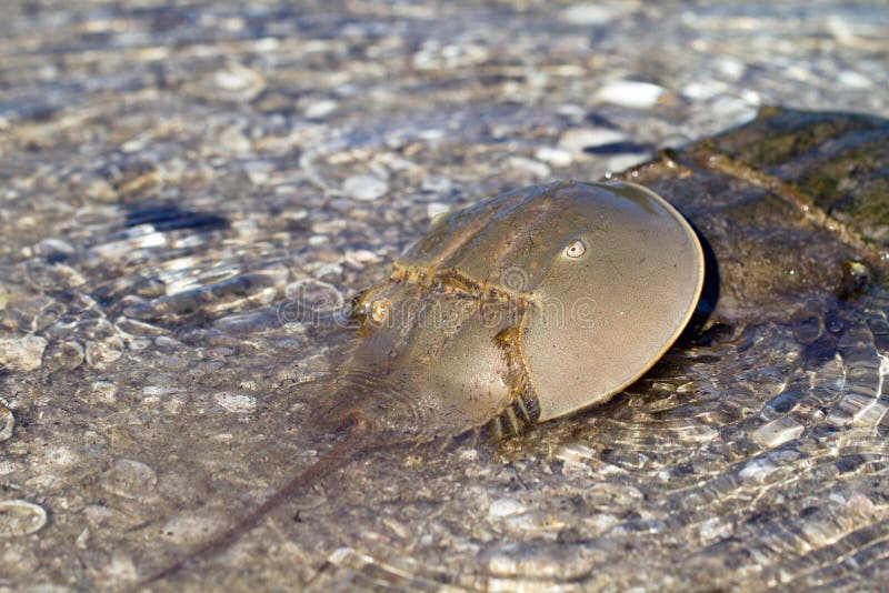 Limulo immagine stock. Immagine di crostaceo, vivere, mare - 297879